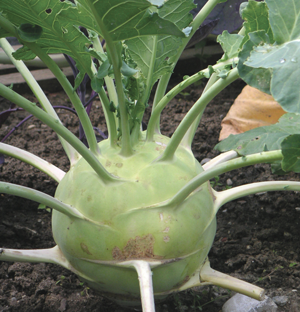 Kohlrabi Superschmelz - Saatgut Dillmann